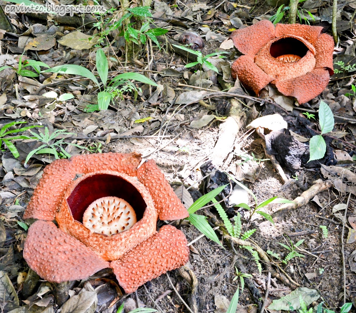 Entree Kibbles: Blooming Rafflesia - World's Largest Single Flower ...